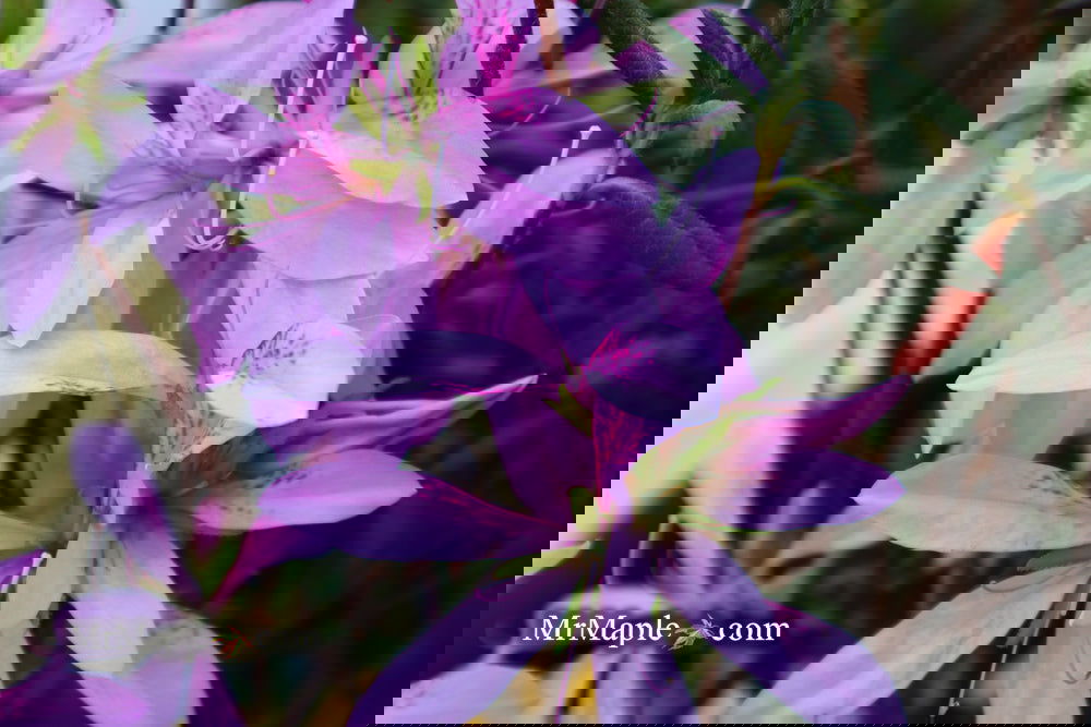 Buy Azalea 'Koromo shikibu’ Kurume Purple Spider Azalea — Mr Maple ...