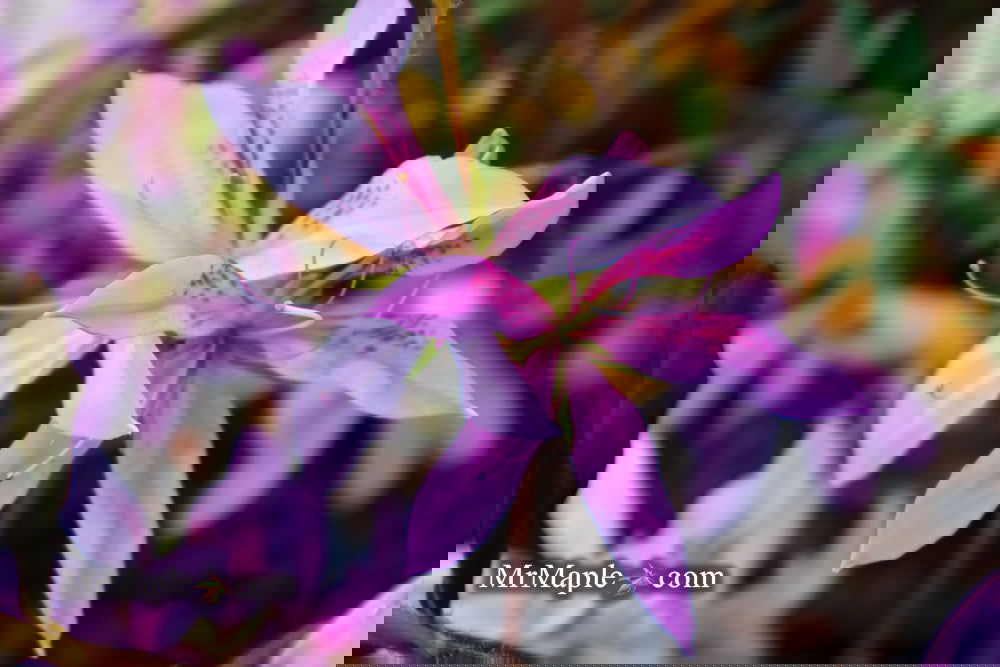 Buy Azalea 'Koromo shikibu’ Kurume Purple Spider Azalea — Mr Maple ...