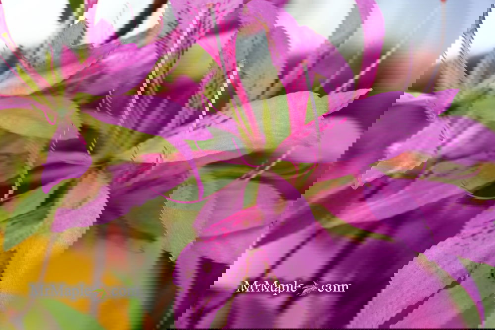 Buy Azalea 'Koromo shikibu’ Kurume Purple Spider Azalea — Mr Maple ...