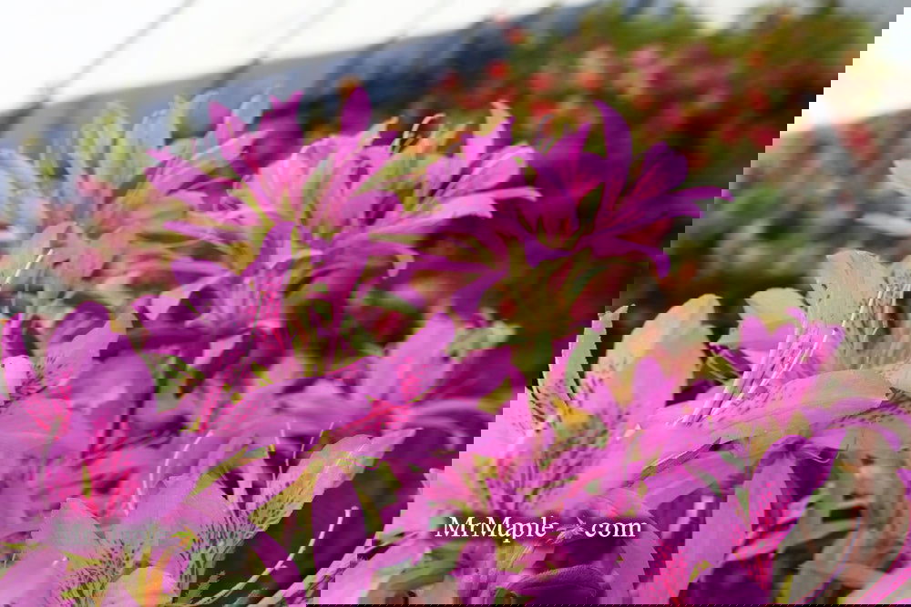 Buy Azalea 'Koromo shikibu’ Kurume Purple Spider Azalea — Mr Maple ...