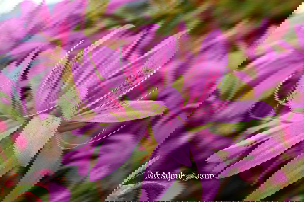 Buy Azalea 'Koromo shikibu’ Kurume Purple Spider Azalea — Mr Maple ...