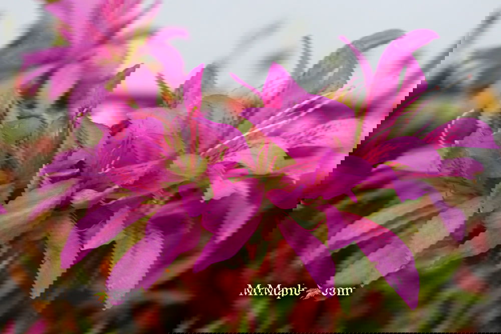 Buy Azalea 'Koromo shikibu’ Kurume Purple Spider Azalea — Mr Maple ...