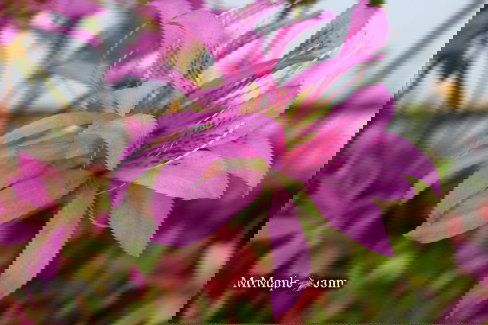 Buy Azalea 'Koromo shikibu’ Kurume Purple Spider Azalea — Mr Maple ...