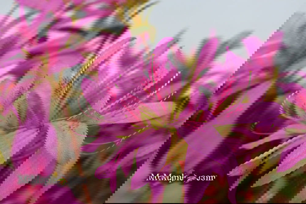 Buy Azalea 'Koromo shikibu’ Kurume Purple Spider Azalea — Mr Maple ...