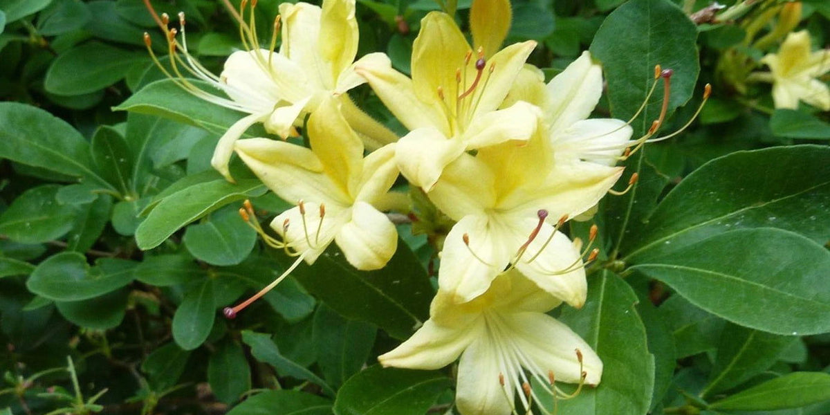Buy Azalea 'Lemon Drop’ Yellow Flowers Azalea — Mr Maple │ Buy Japanese ...