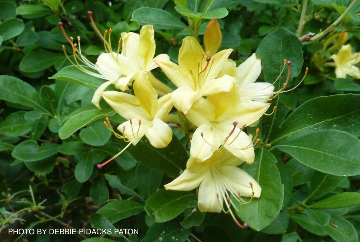 Buy Azalea 'Lemon Drop’ Yellow Flowers Azalea — Mr Maple │ Buy Japanese ...