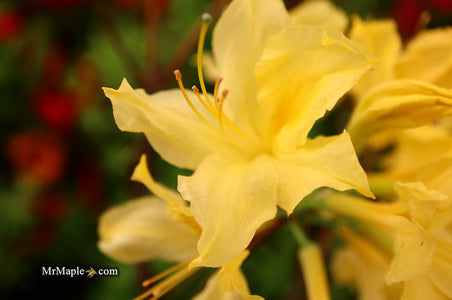Buy Azalea 'Lemon Lights’ Yellow Flowers Deciduous Azalea — Mr Maple ...