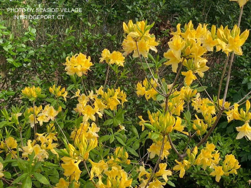 Buy Azalea 'Lemon Lights’ Yellow Flowers Deciduous Azalea — Mr Maple ...