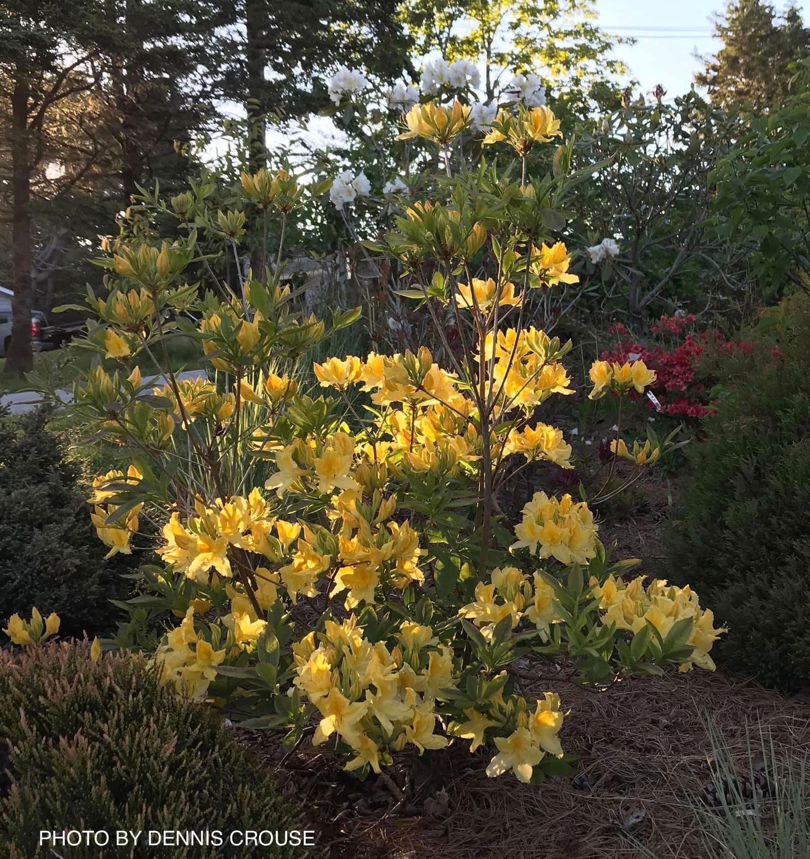 Buy Azalea 'Lemon Lights’ Yellow Flowers Deciduous Azalea — Mr Maple ...