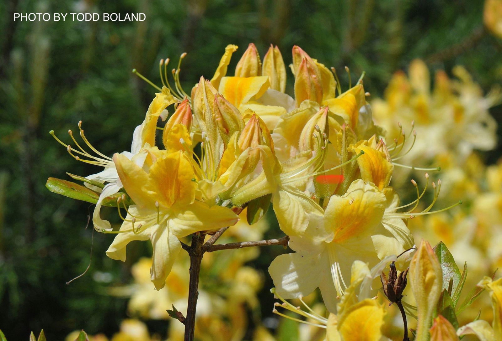 Buy Azalea 'Lemon Lights’ Yellow Flowers Deciduous Azalea — Mr Maple ...