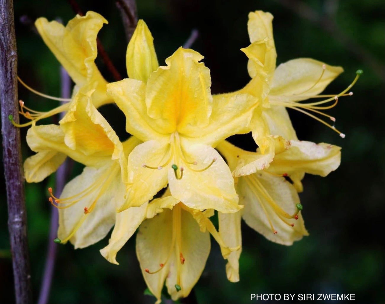 Buy Azalea 'Lemon Lights’ Yellow Flowers Deciduous Azalea — Mr Maple ...