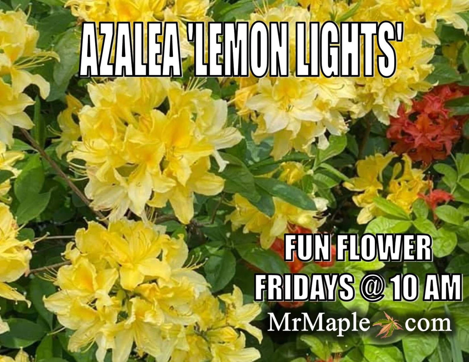 Buy Azalea 'Lemon Lights’ Yellow Flowers Deciduous Azalea — Mr Maple ...