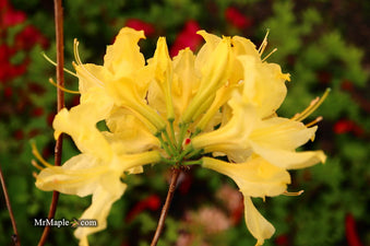 Buy Azalea 'Lemon Lights’ Yellow Flowers Deciduous Azalea — Mr Maple ...