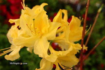 Buy Azalea 'Lemon Lights’ Yellow Flowers Deciduous Azalea — Mr Maple ...