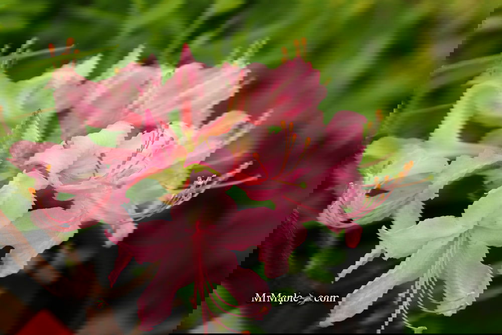 Buy Azalea 'Lovely Linda’ Pink Native Azalea — Mr Maple │ Buy Japanese ...