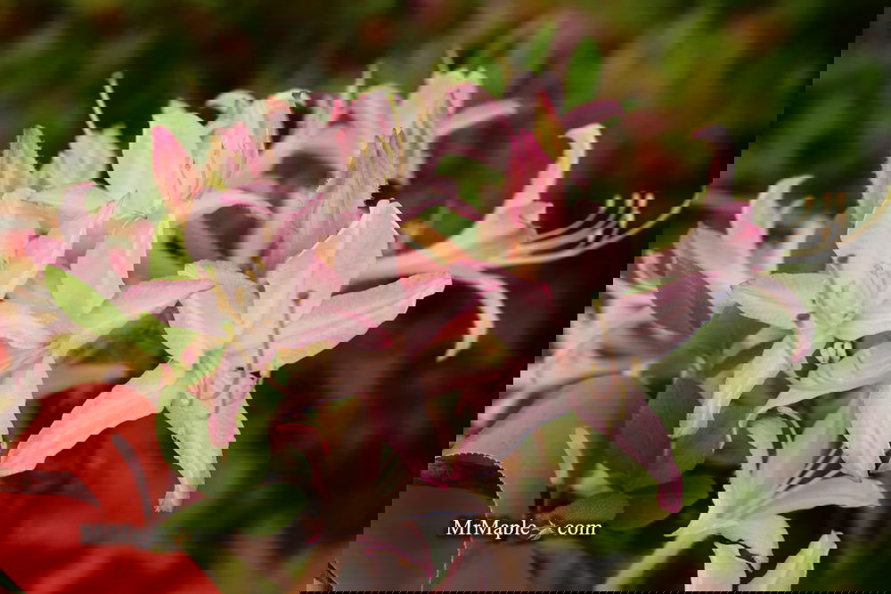 Azalea 'Walter Ligon’ Pink Flowers Native Azalea — Mr Maple │ Buy ...