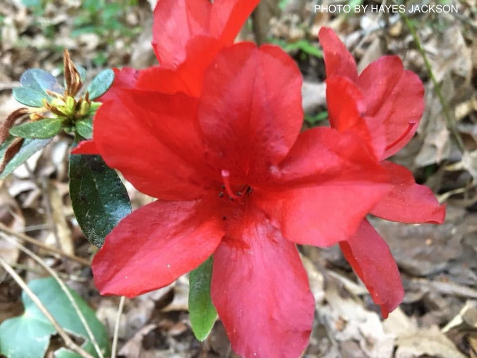 Buy Azalea 'Midnight Flare’ Red Flowering Harris Azalea — Mr Maple ...