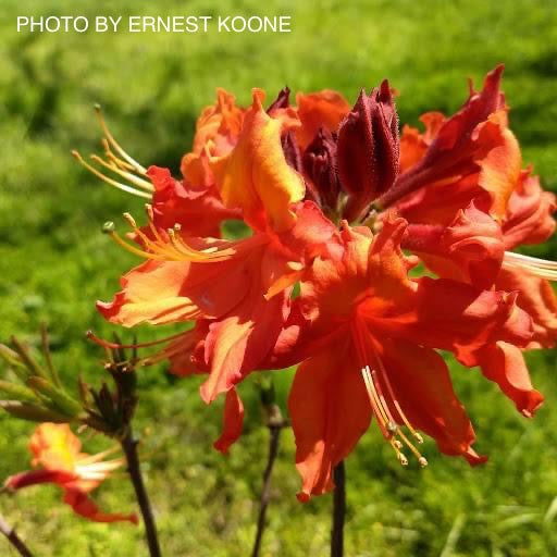 Buy Azalea 'Mooshatanio’ Orange Hybrid Native Azalea — Mr Maple │ Buy ...