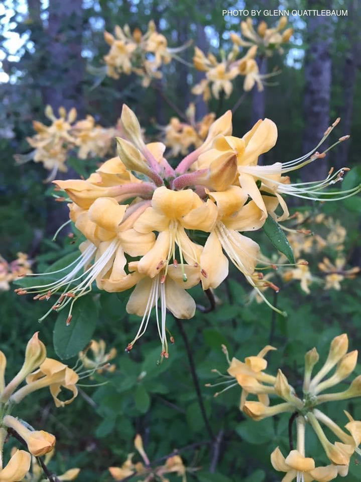 Azalea 'My Mary’ Yellow Flowers Native Azalea — Mr Maple │ Buy Japanese ...