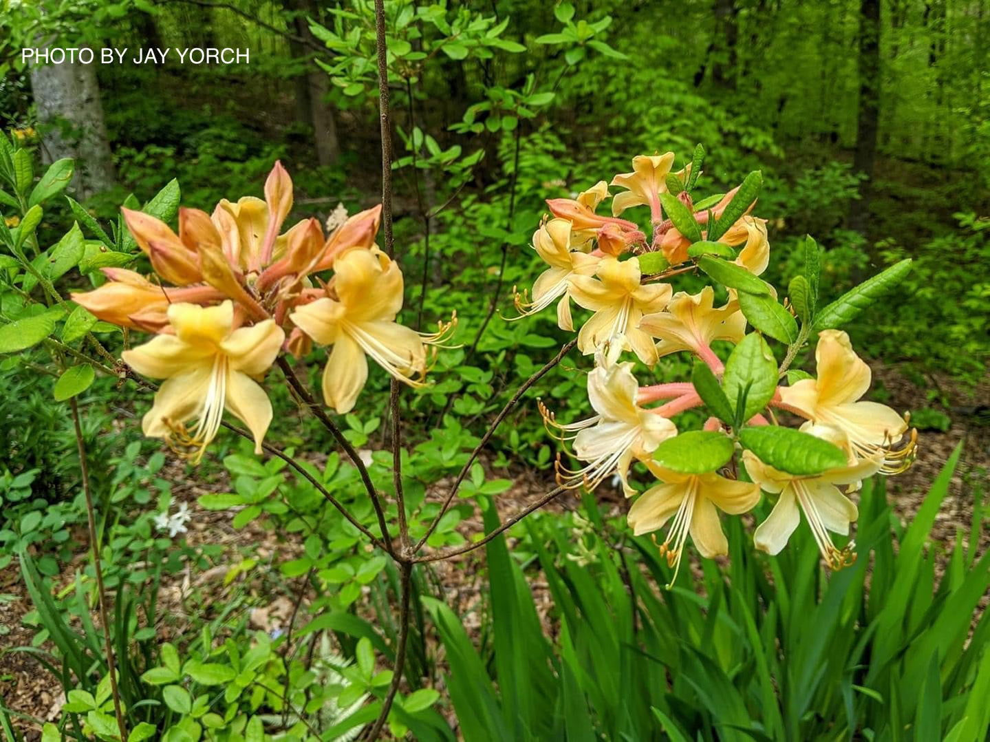 Azalea 'My Mary’ Yellow Flowers Native Azalea — Mr Maple │ Buy Japanese ...