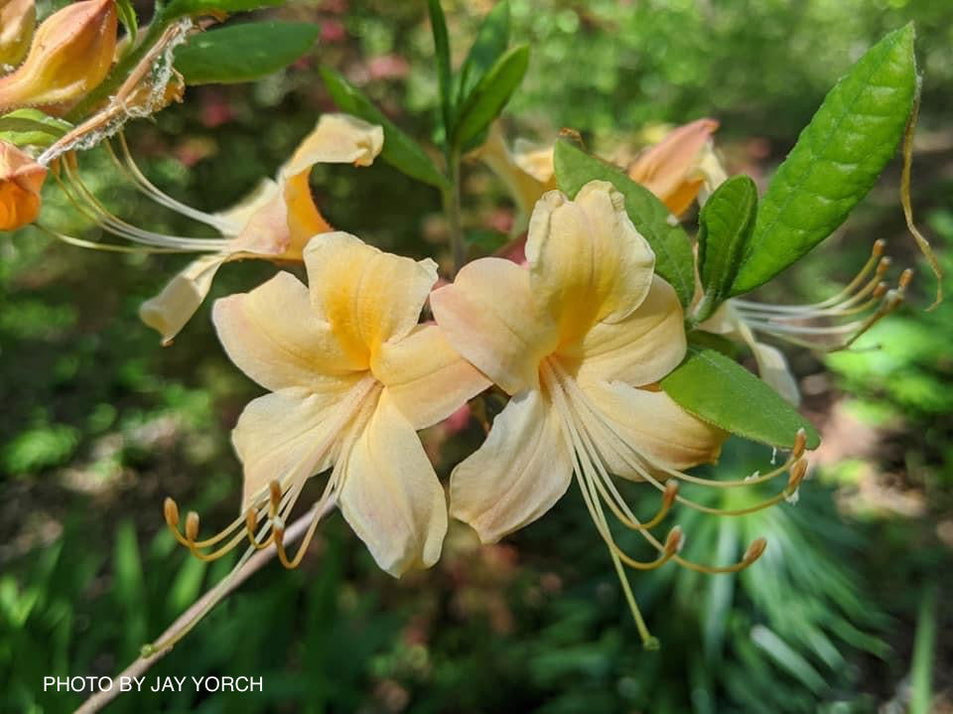 Azalea 'My Mary’ Yellow Flowers Native Azalea — Mr Maple │ Buy Japanese ...