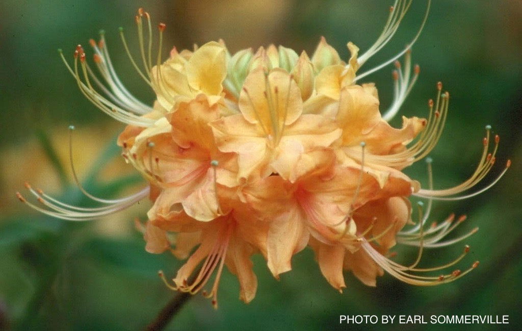 Buy Azalea 'Nancy’ Native Azalea — Mr Maple │ Buy Japanese Maple Trees