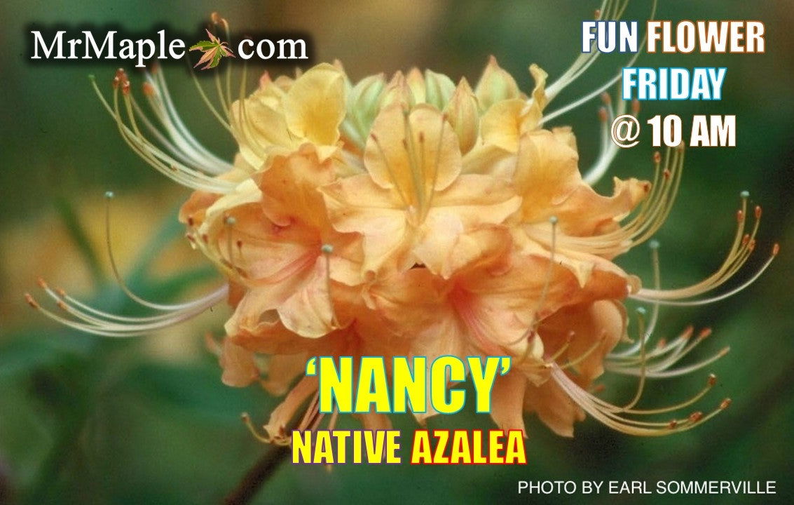 Buy Azalea 'Nancy’ Native Azalea — Mr Maple │ Buy Japanese Maple Trees