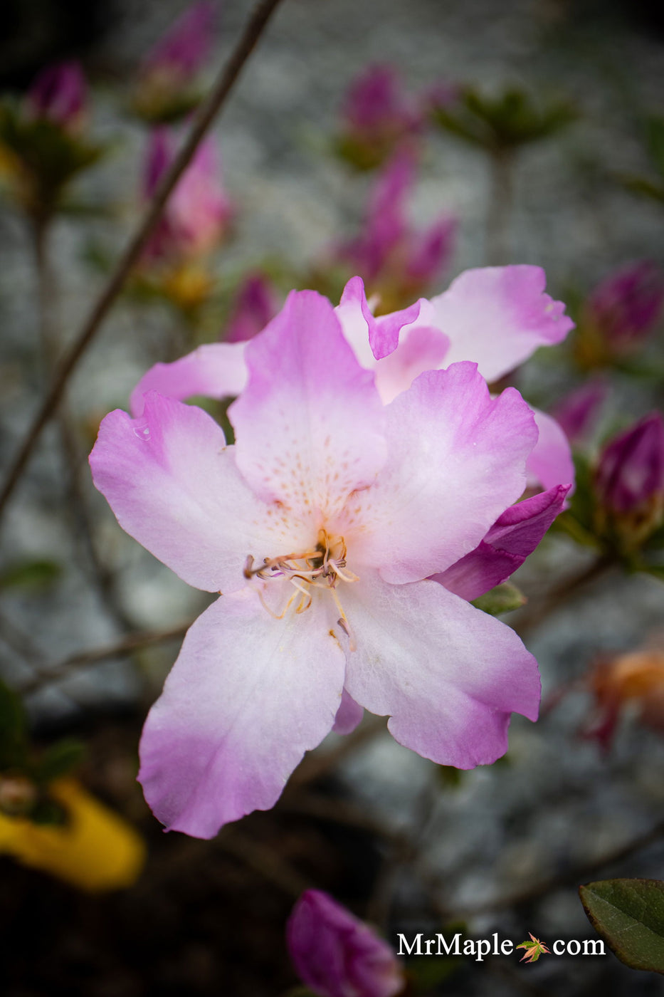 Azalea 'Nuccio’s Voodoo’ Pink Flowering Azalea — Mr Maple │ Buy ...