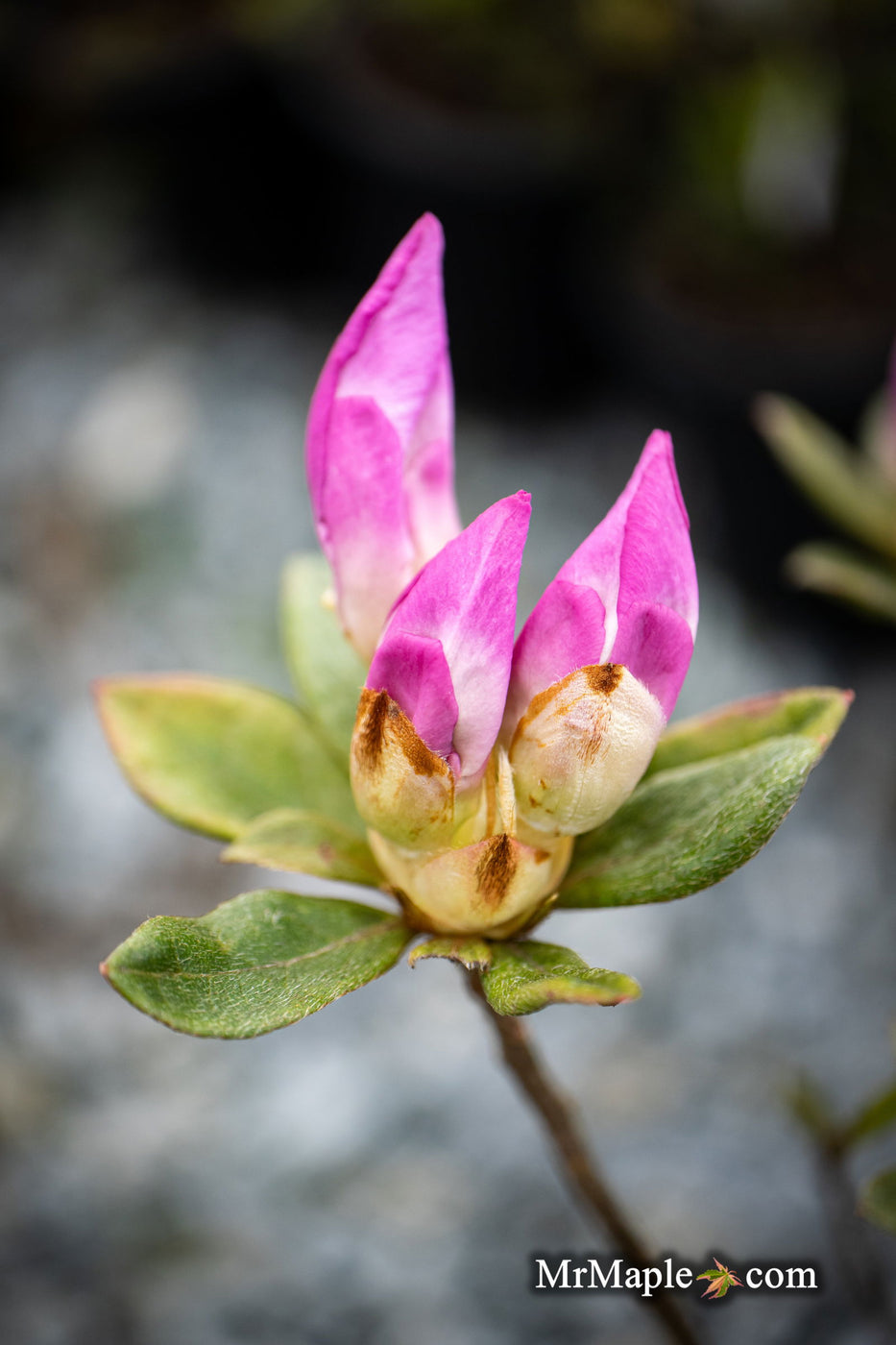 Azalea 'Nuccio’s Voodoo’ Pink Flowering Azalea — Mr Maple │ Buy ...