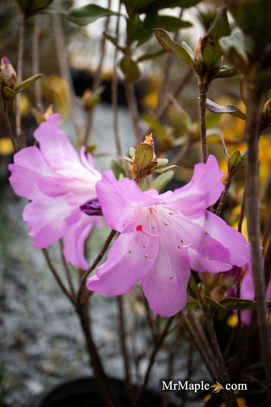 Azalea 'Nuccio’s Voodoo’ Pink Flowering Azalea — Mr Maple │ Buy ...