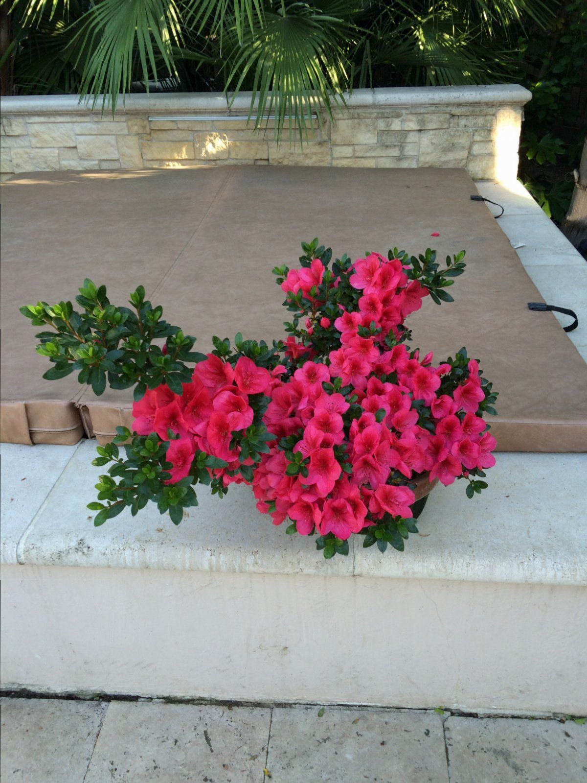 Azalea 'Nuccio’s Wild Cherry’ Cherry Pink Flowering Satsuki Azalea — Mr ...