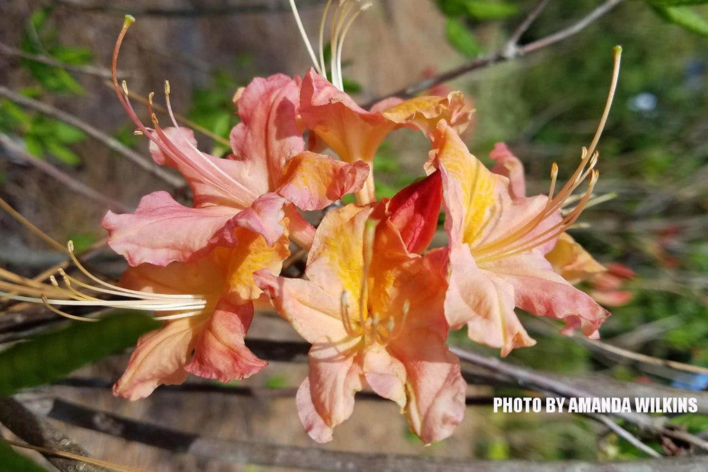Limited Availability Sale — Mr Maple │ Buy Japanese Maple Trees