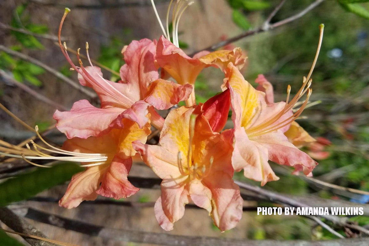 Buy Azalea 'Pat Ryan’ Orange Flowers Deciduous Azalea — Mr Maple │ Buy ...