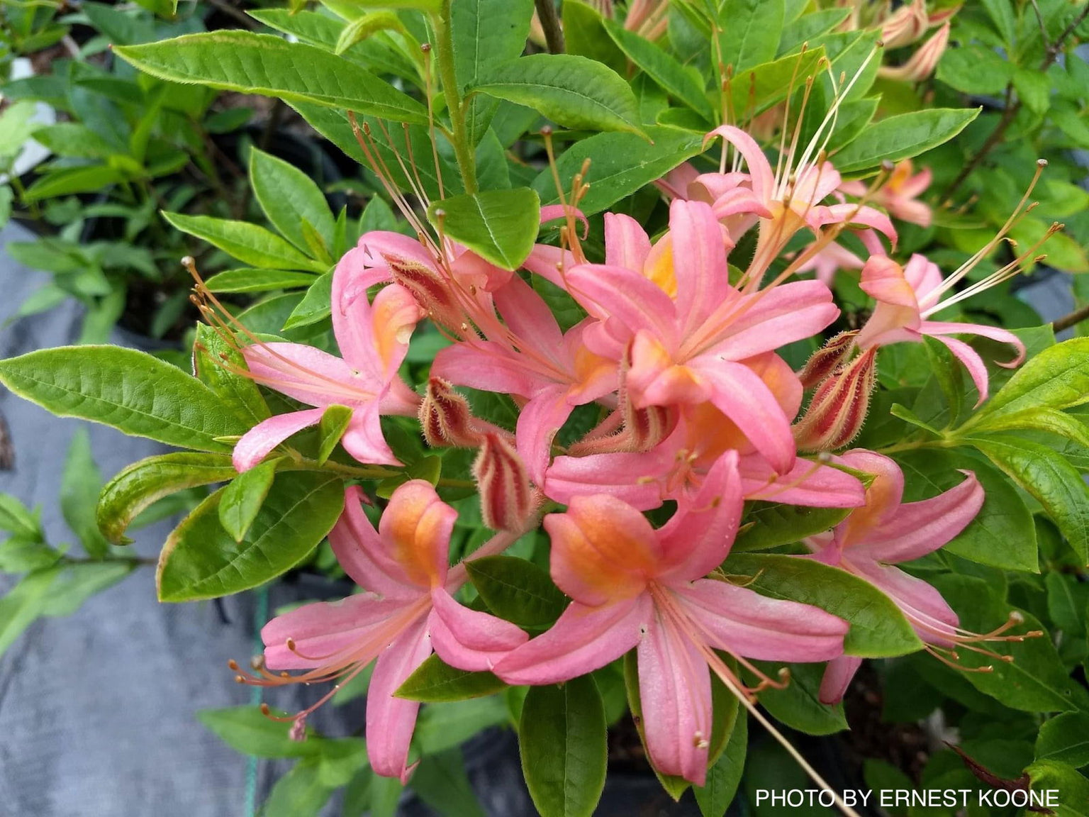 Pink Deciduous Azaleas — Mr Maple │ Buy Japanese Maple Trees