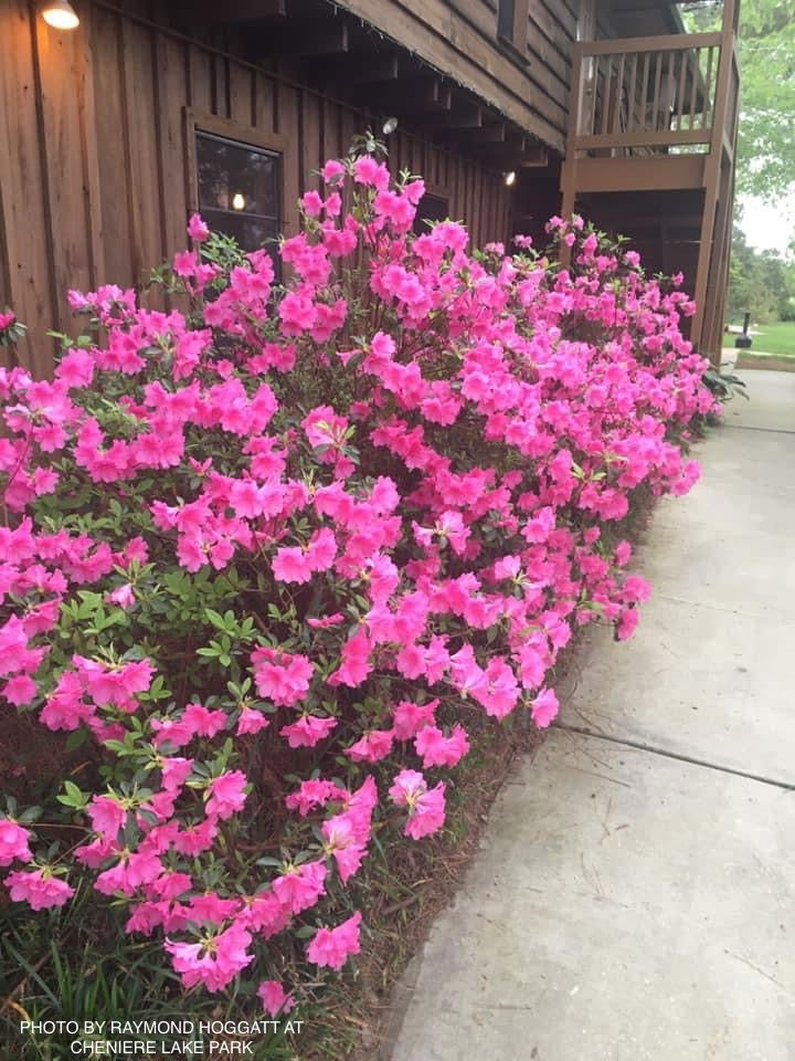 Buy Azalea 'Pink Ruffle’ Pink Flowering Rutherford Azalea — Mr Maple ...