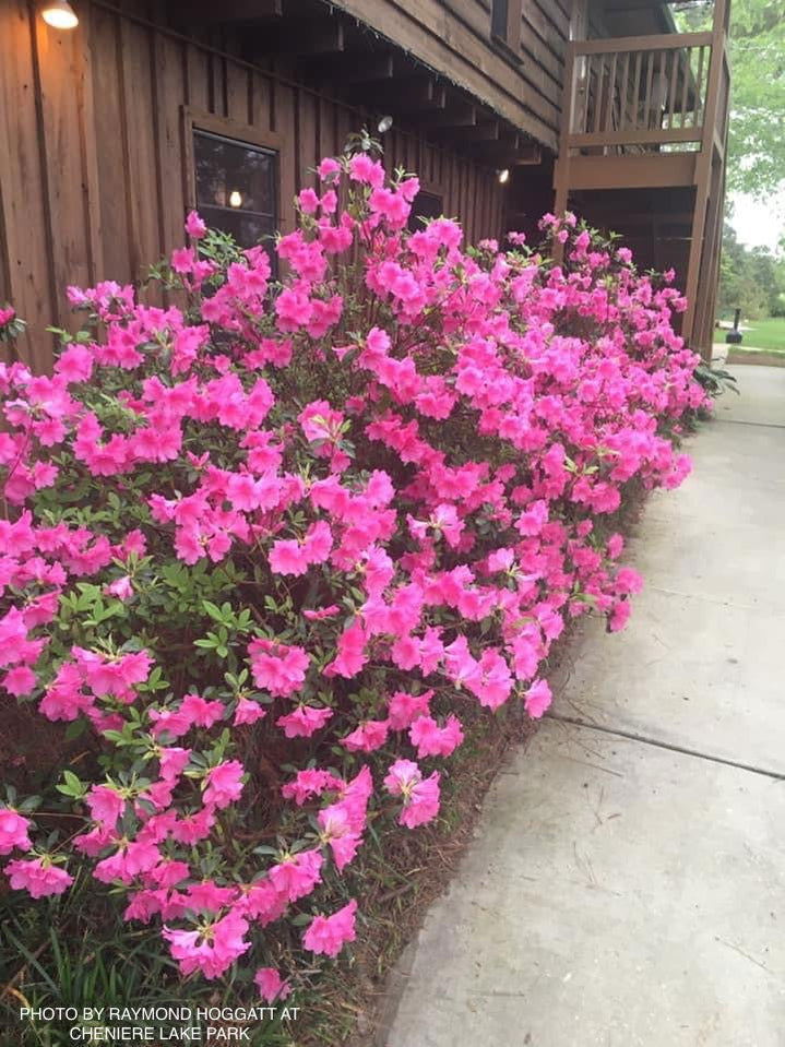 Buy Azalea 'Pink Ruffle’ Pink Flowering Rutherford Azalea — Mr Maple ...