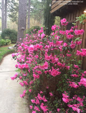 Buy Azalea 'Pink Ruffle’ Pink Flowering Rutherford Azalea — Mr Maple ...