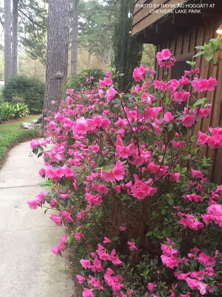 Buy Azalea 'Pink Ruffle’ Pink Flowering Rutherford Azalea — Mr Maple ...