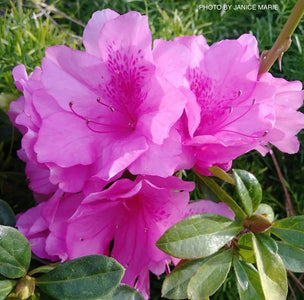 Buy Azalea 'Pink Ruffle’ Pink Flowering Rutherford Azalea — Mr Maple ...