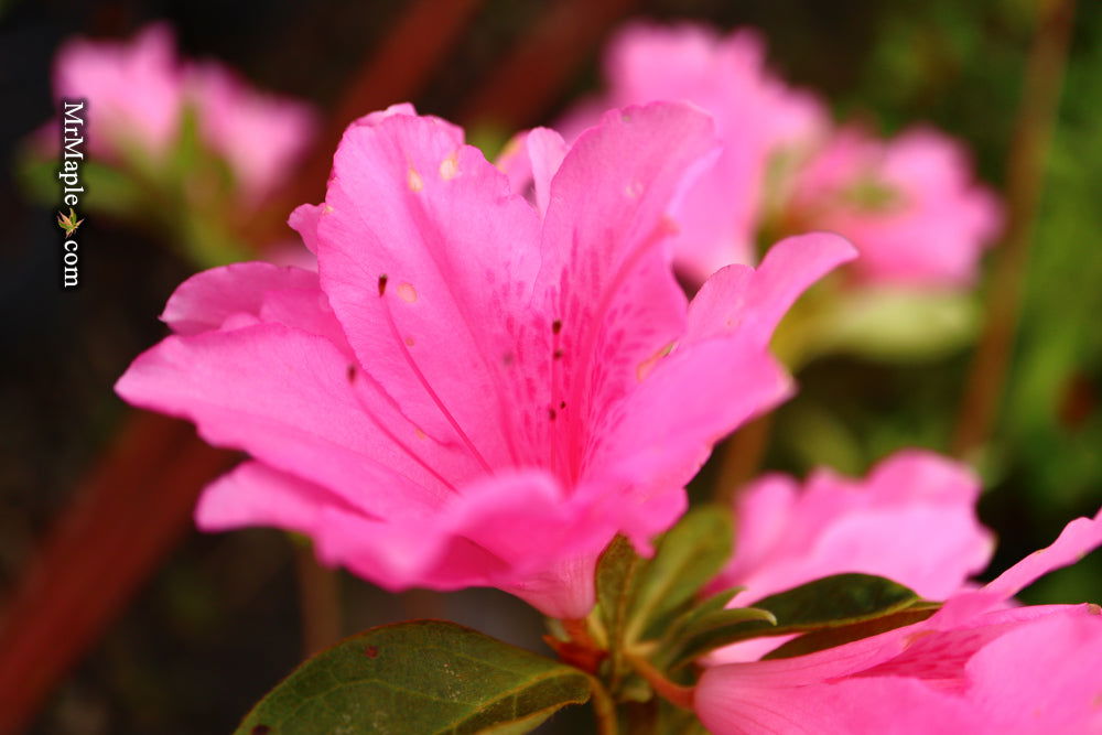 Buy Azalea 'Pink Ruffle’ Pink Flowering Rutherford Azalea — Mr Maple ...