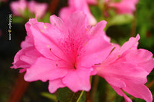 Buy Azalea 'Pink Ruffle’ Pink Flowering Rutherford Azalea — Mr Maple ...