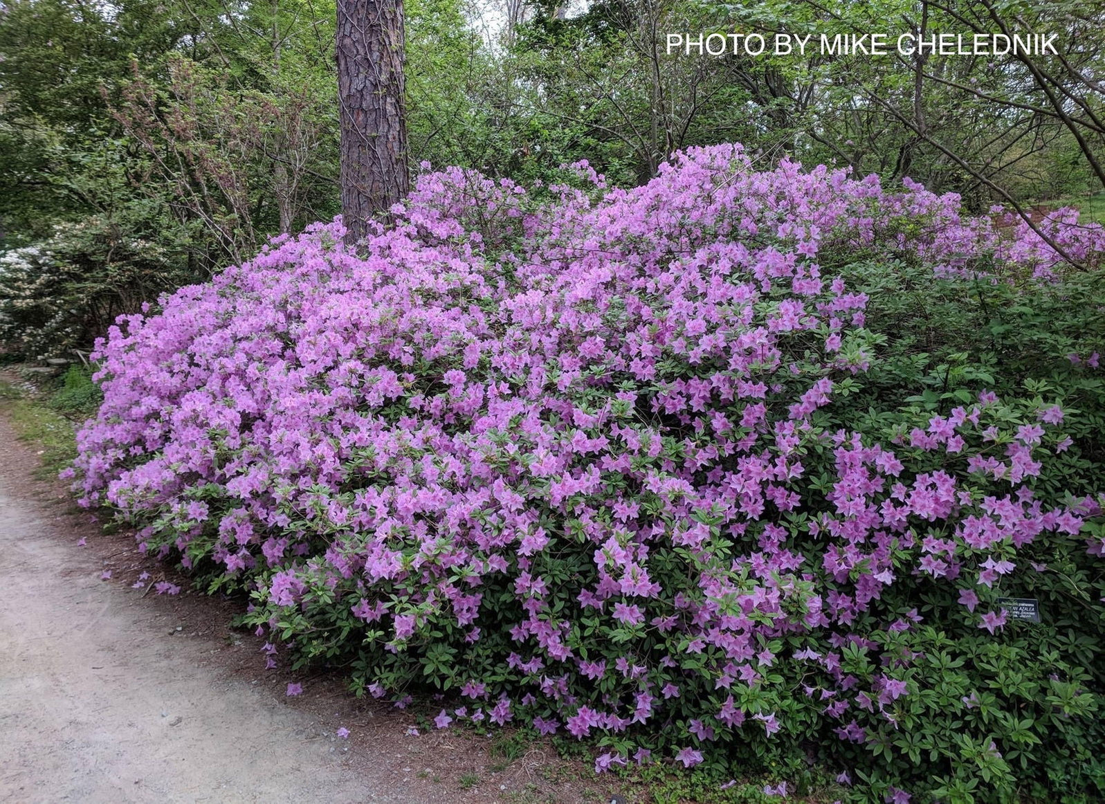 Buy Azalea poukhanense Purple Flowering Korean Azalea — Mr Maple │ Buy ...