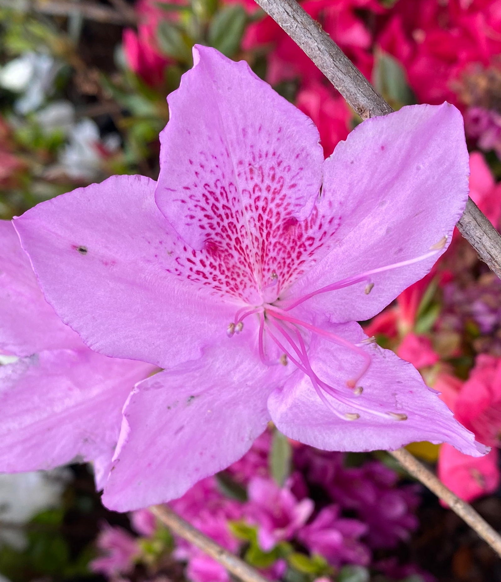 Buy Azalea poukhanense Purple Flowering Korean Azalea — Mr Maple │ Buy ...