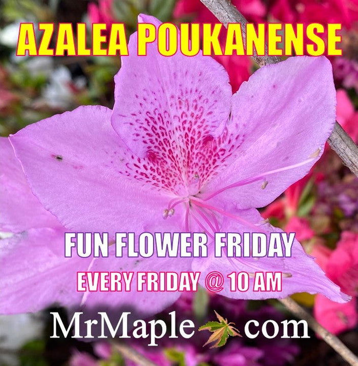 Buy Azalea poukhanense Purple Flowering Korean Azalea — Mr Maple │ Buy ...