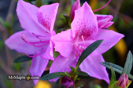 Buy Azalea poukhanense Purple Flowering Korean Azalea — Mr Maple │ Buy ...