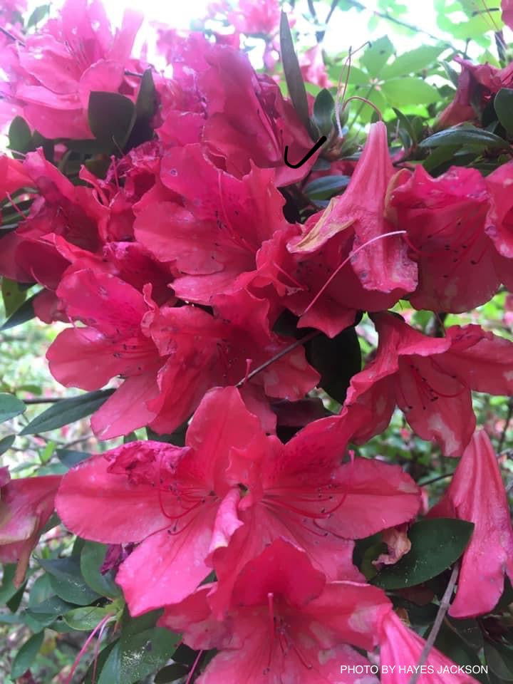 Buy Azalea 'President Claey’ Evergreen Native Azalea — Mr Maple │ Buy ...