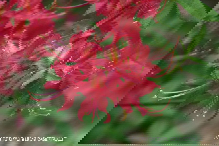 Azalea 'Razzberry’ Pink Flowers Native Azalea — Mr Maple │ Buy Japanese ...