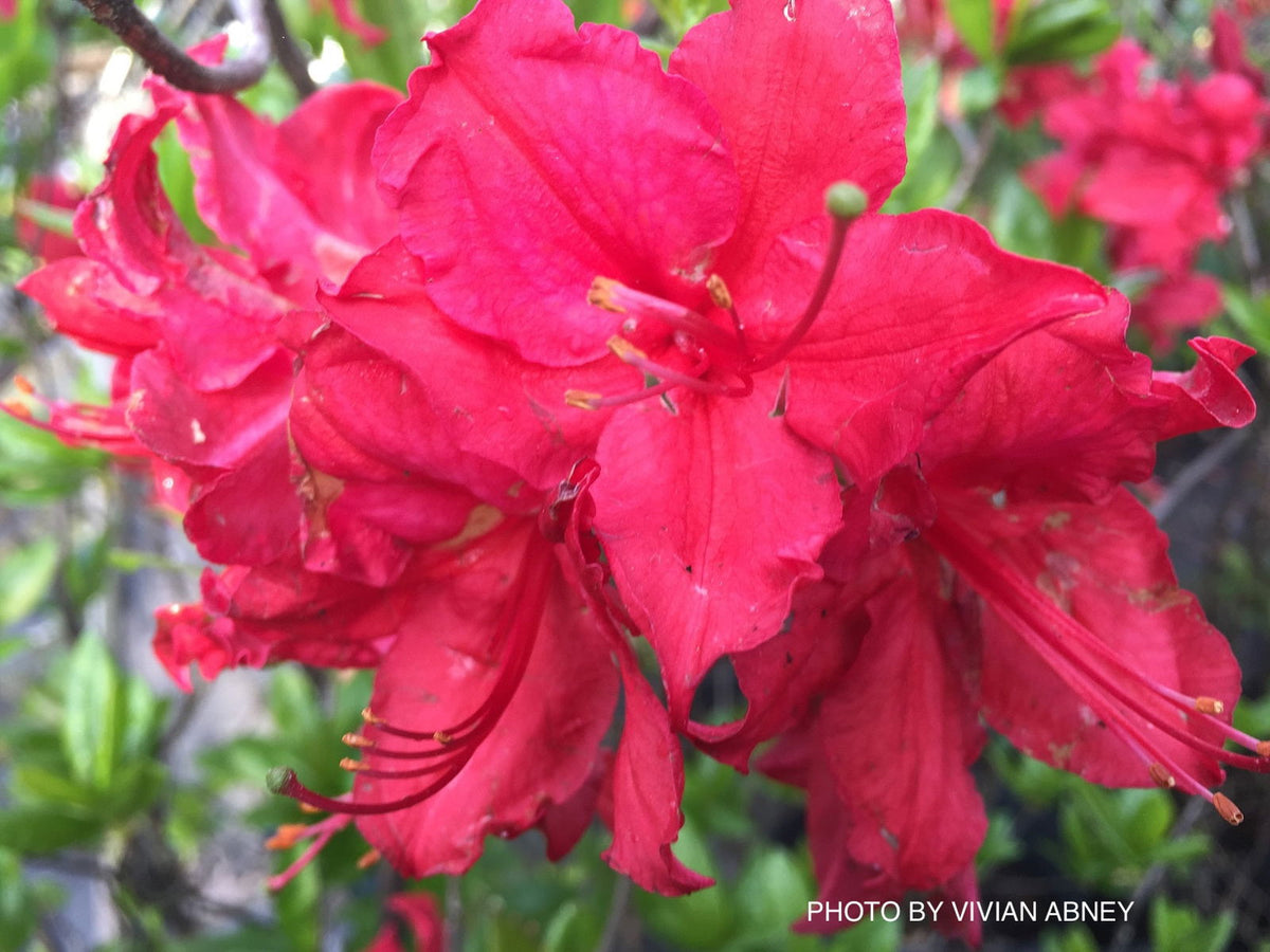 Buy Azalea 'Red Walloper' Native Azalea — Mr Maple │ Buy Japanese Maple ...