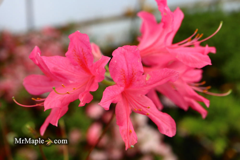Pink Deciduous Azaleas — Mr Maple │ Buy Japanese Maple Trees