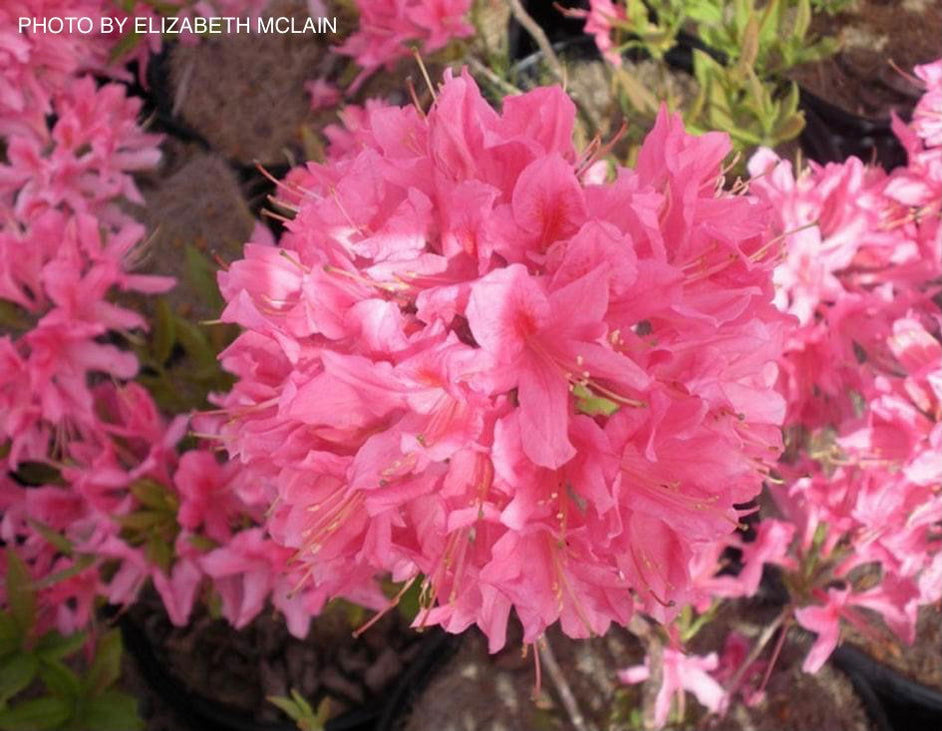 Pink Deciduous Azaleas — Mr Maple │ Buy Japanese Maple Trees